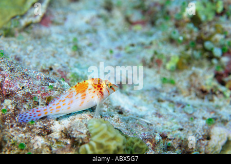 Falco hawk fish Mexico Stock Photo - Alamy