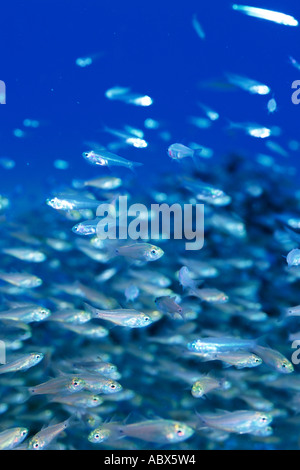 Large group of arrow cardinal fish Okinawa Japan Stock Photo - Alamy