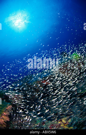 Large group of arrow cardinal fish Okinawa Japan Stock Photo - Alamy