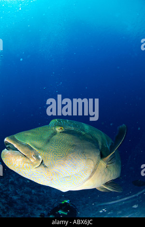 Side view of a Napoleonfish swimming underwater Maldives Stock Photo ...