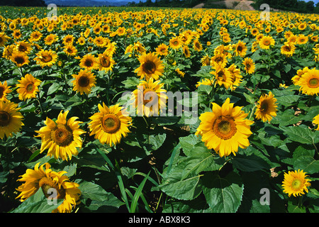 Sunflower, Field of blooming sunflowers Stock Photo - Alamy