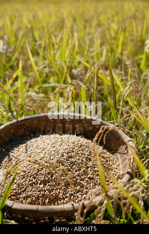 Rough rice in rice paddy in Shizuoka Japan Stock Photo - Alamy