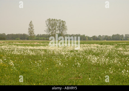 green meadow full of flowers white daisies Stock Photo - Alamy
