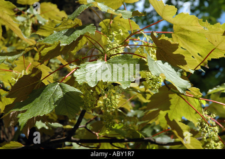 Purpleleaf Sycamore Maple Acer pseudoplatanus purpureum Stock Photo - Alamy