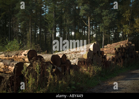 wood yard woodyard timber wood log logging forest grow tree rings saw ...