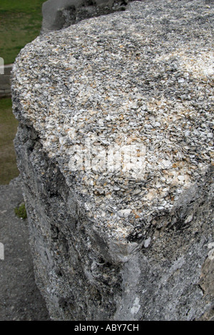 Coquina (Sedimentary rock), Florida Stock Photo - Alamy