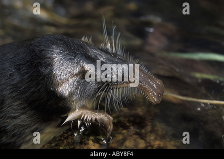 Desman Galemys pyrenaicus Pyrenees Spain Sanz VISUAL WRITTEN Stock ...