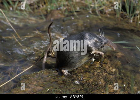 Desman Galemys pyrenaicus Pyrenees Spain Sanz VISUAL WRITTEN Stock ...