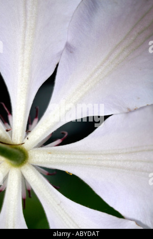 Underside of a clematis flower Stock Photo - Alamy