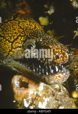 Mosaic Moray Enchelycore ramosa Stock Photo - Alamy
