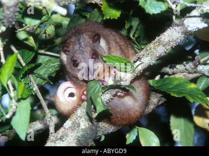 Spotted Cuscus (Phalanger maculatus) in tree, Papua New Guinea Stock ...