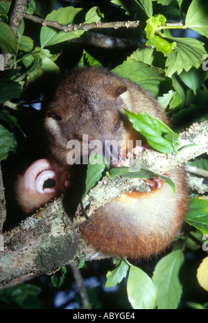 Spotted Cuscus (Phalanger maculatus) in tree, Papua New Guinea Stock ...