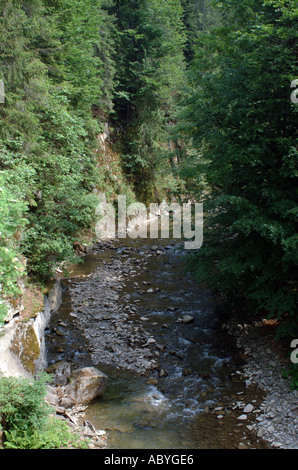 Tarcau valley area with very old forest now face agresive deforestation ...