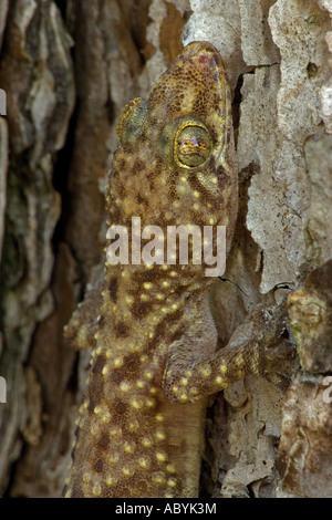 Mediterranean Gecko [Hemidactylus turcicus] Louisiana - USA ...