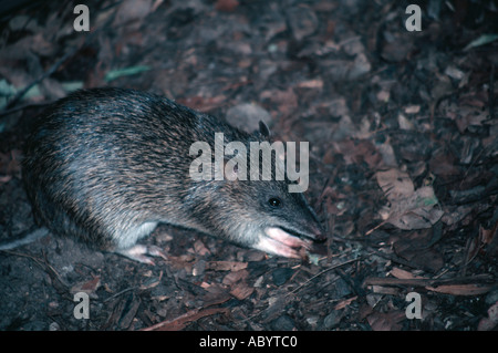 Northern Brown Bandicoot Isoodon macrourus Photographed in Queensland ...