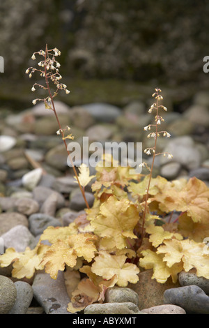 Heuchera an herbaceous perennial flower plant grown in flower beds for ...