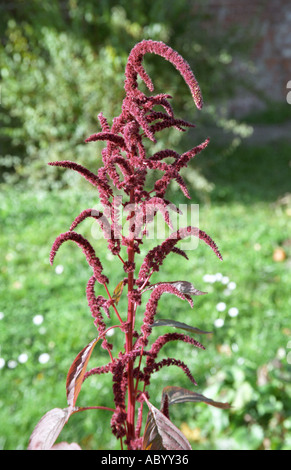 Amaranth plants with red flowers. Background border with white frame ...
