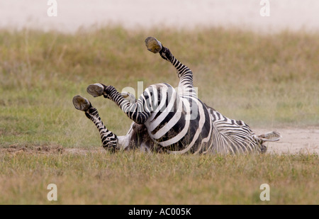 Burchell's Zebra taking a dust bath, Equus burchelli, Masai Mara, Kenya ...