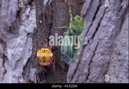 Green Grocer or Yellow Monday cicadas Victoria, Australia, Horizontal ...