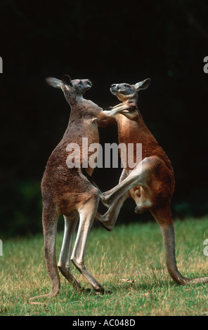 Red Kangaroo (Macropus rufus) males facing each other before fight over ...