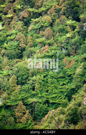 Native Bush Ruahine Forest Park Ruahine Ranges Tararua North Island New ...