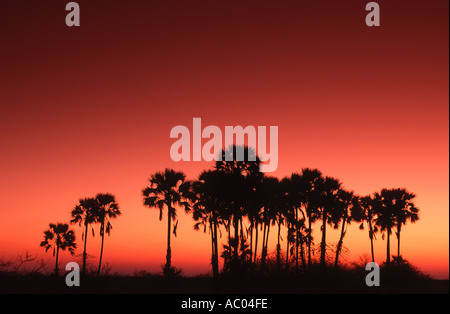 Vegetable Ivory Palm Hyphaena petersiana Or Ilala Palm in silhouette at ...