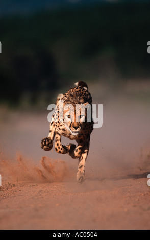 Cheetah on the Run Stock Photo - Alamy