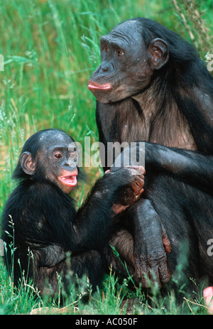 Bonobo chimpanzee Pan paniscus Mother and young Distribution Tropical ...