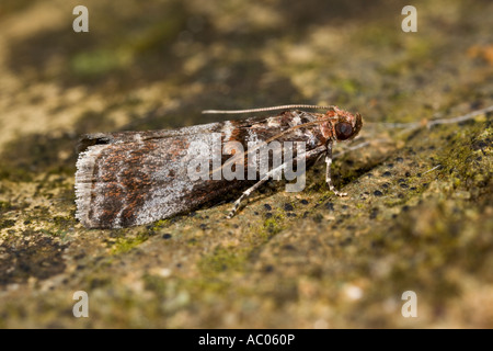Euzophera pinguis moth Stock Photo - Alamy