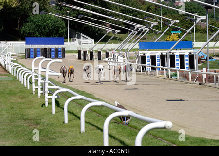 Greyhound is running, racing, hunting, chasing a rabbit Stock Photo - Alamy