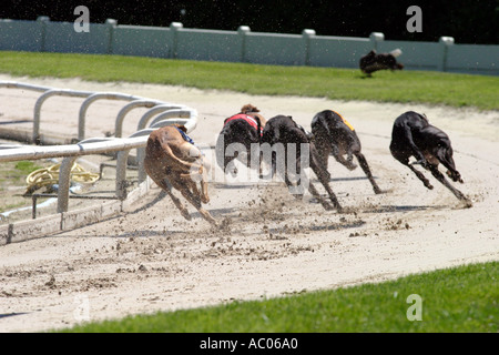 Greyhounds chasing the hare Stock Photo - Alamy