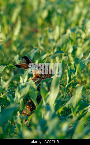 Brown hare sat in the long grass looking towards the camera. Latin name ...