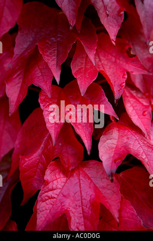 Dark red Boston Ivy leaves over white wall Stock Photo - Alamy