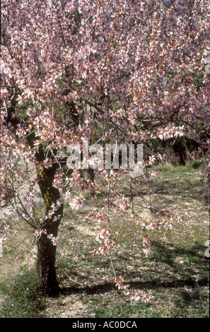 Cherry tree in blossom LOCATION Near Alpatro Alicante Valencia Spain ...