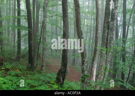 Forest mountain Slivnica Slovenia Stock Photo - Alamy