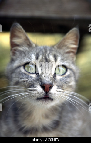 Close up portrait of a tabby cat with bright green eyes, sharp detail ...