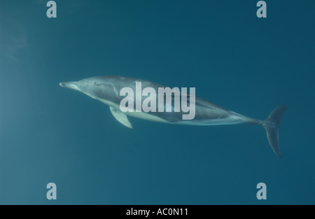 common dolphin riding the bow waves of boat Stock Photo - Alamy