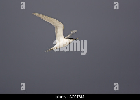 A Sandwich Tern in flight Stock Photo - Alamy