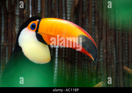 Toco Toucan (Ramphastos toco) is the largest toucan, living throughout ...
