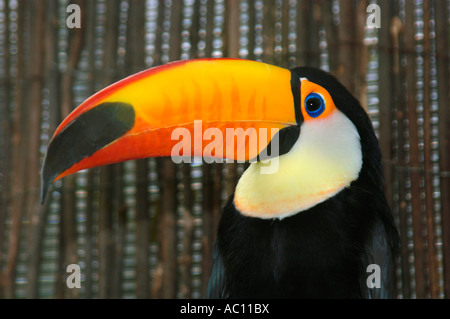 Toco Toucan (Ramphastos toco) is the largest toucan, living throughout ...