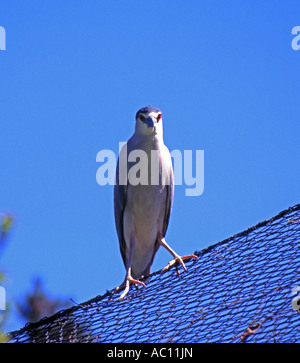 Black-crowned Night Heron in flight at a park in Ho Chi Minh City ...