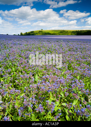 Field of blue Borage crop Great Litchfield Down North Hampshire UK ...