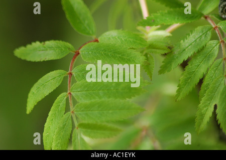 Green rowan tree leaves on bright pink background Stock Photo - Alamy