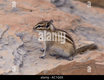 Western Chipmunks (Neotamias Stock Photo - Alamy