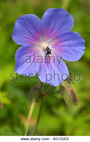 geranium erianthum, woolly cranesbill Stock Photo - Alamy