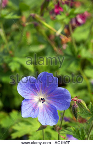 geranium erianthum, woolly cranesbill Stock Photo - Alamy