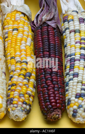 ears and grains of corn of different species and natural colors Stock ...