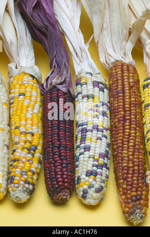 Different varieties of maize cobs Stock Photo - Alamy