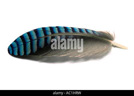 Jay bird feather close up Stock Photo - Alamy