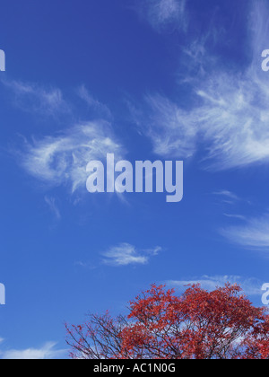 Rowan tree in Gunma Prefecture Japan Stock Photo - Alamy